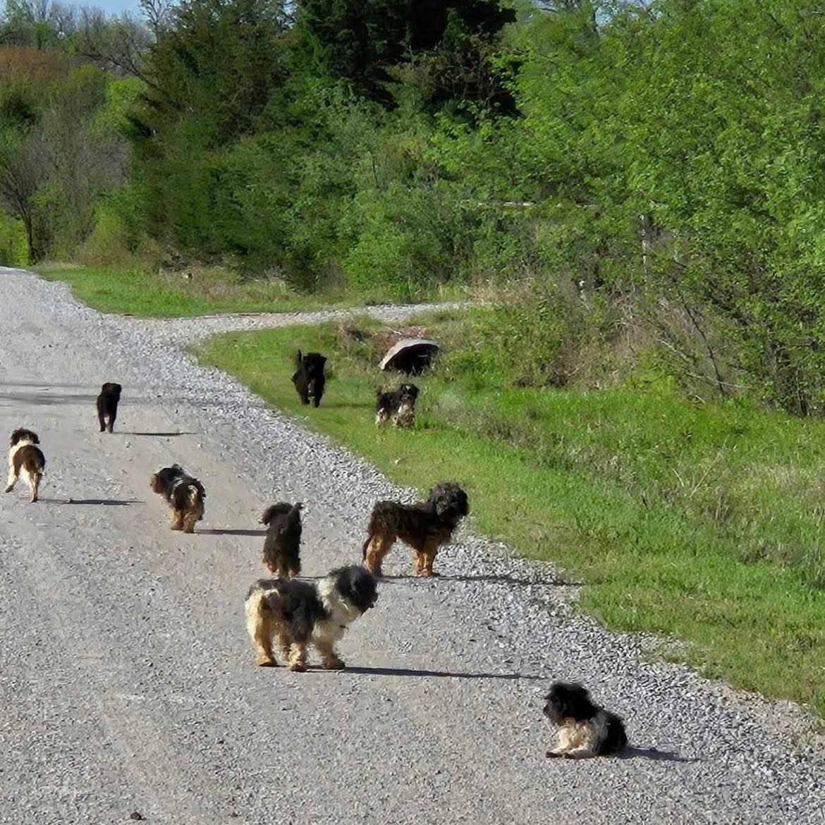 12 puppies dumped on side of road likely abandoned by breeder - Pet ...