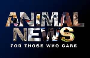 Animal News - International Stories - Pet Rescue Report