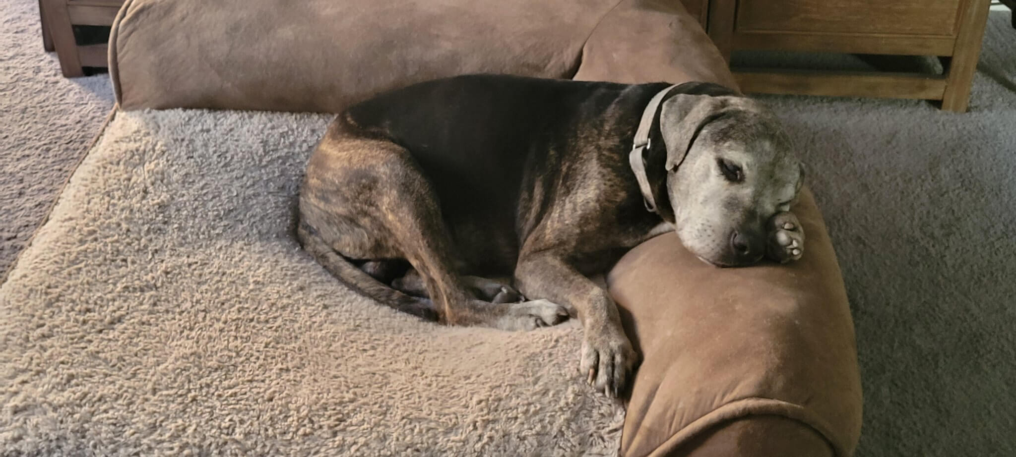 Rescue hopes to find a home for 18-year-old dog given up by family ...