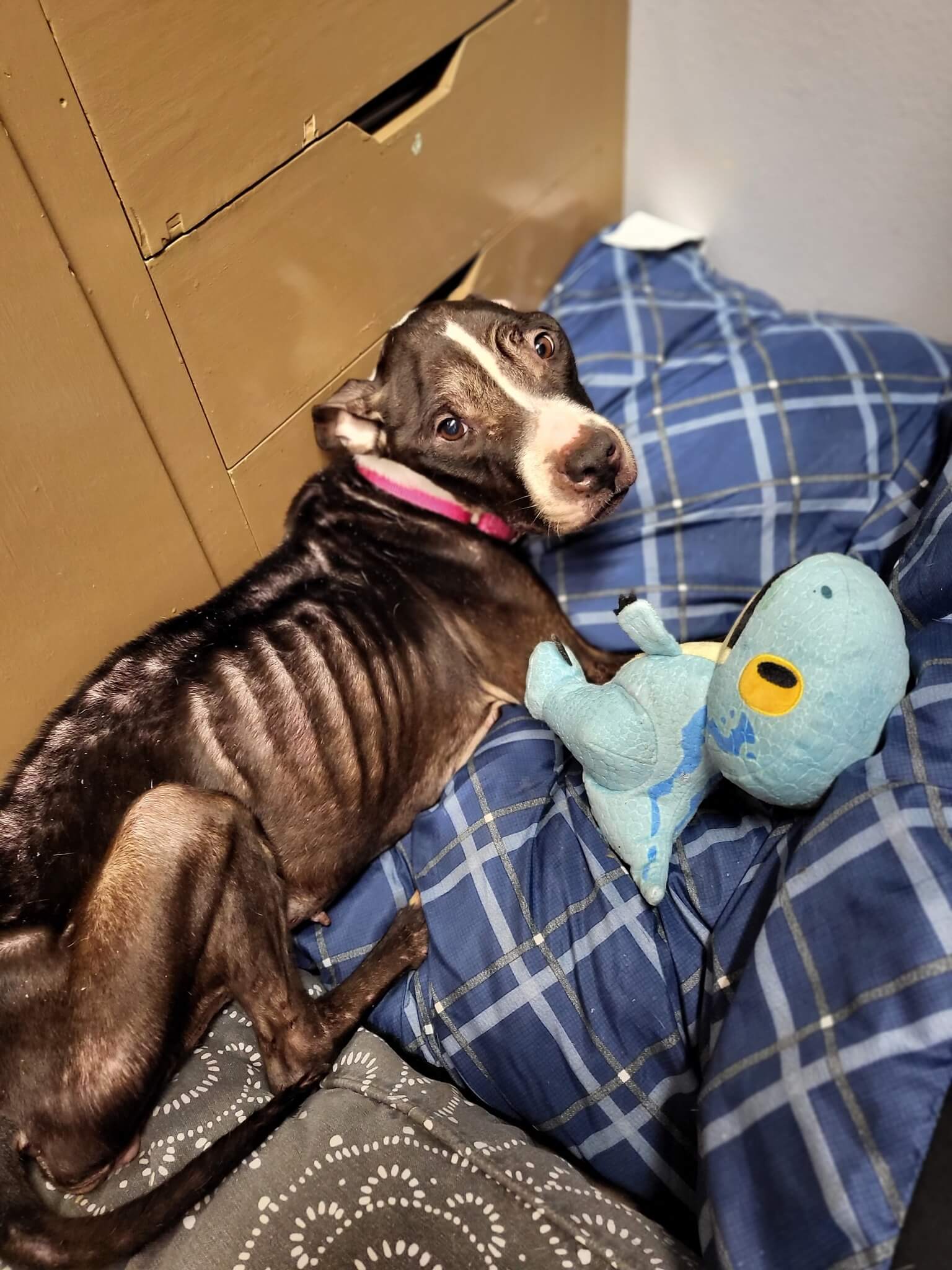 Badly neglected dog receiving emergency veterinary attention - Pet ...