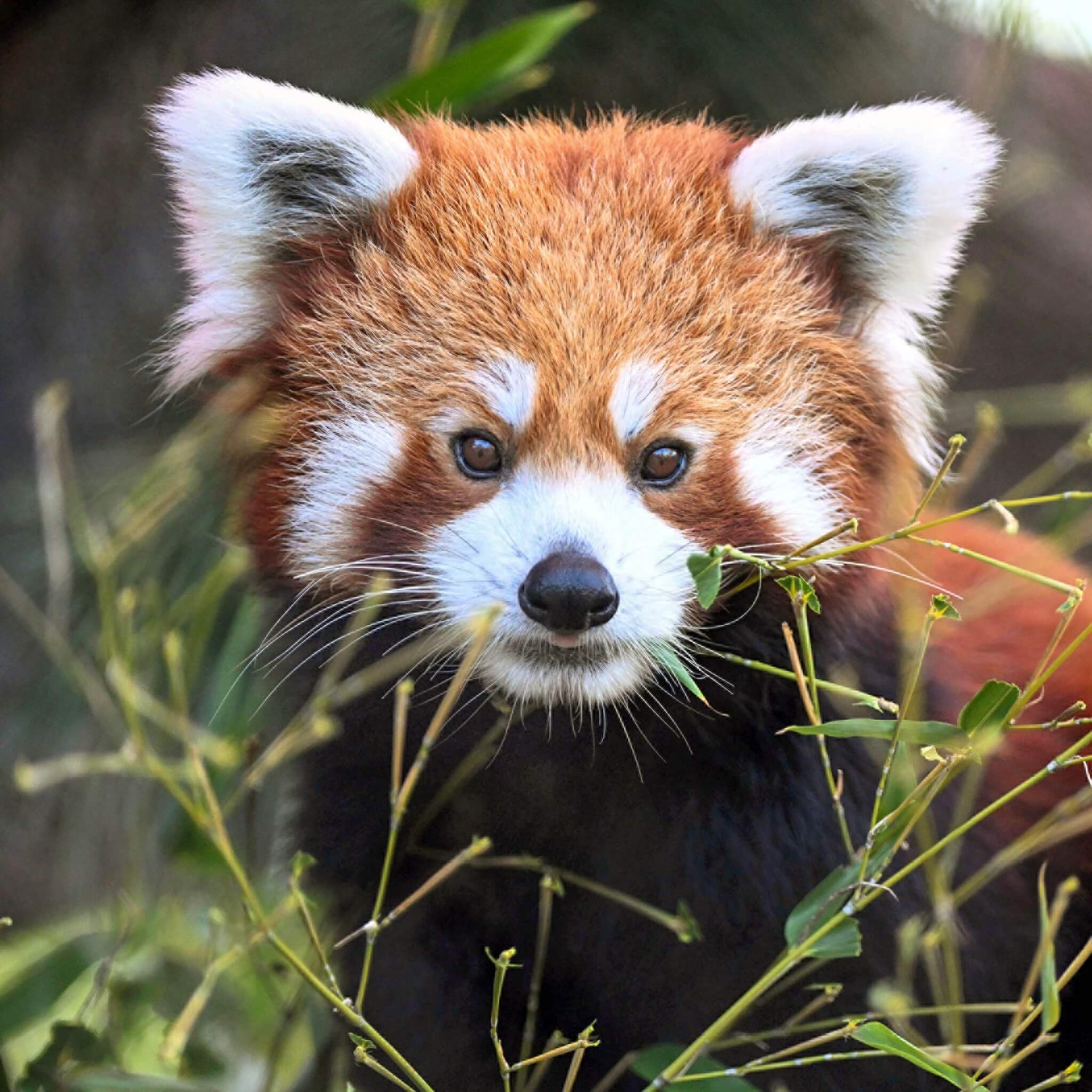 Zoo mourns sudden and unexpected death of red panda - Pet Rescue Report