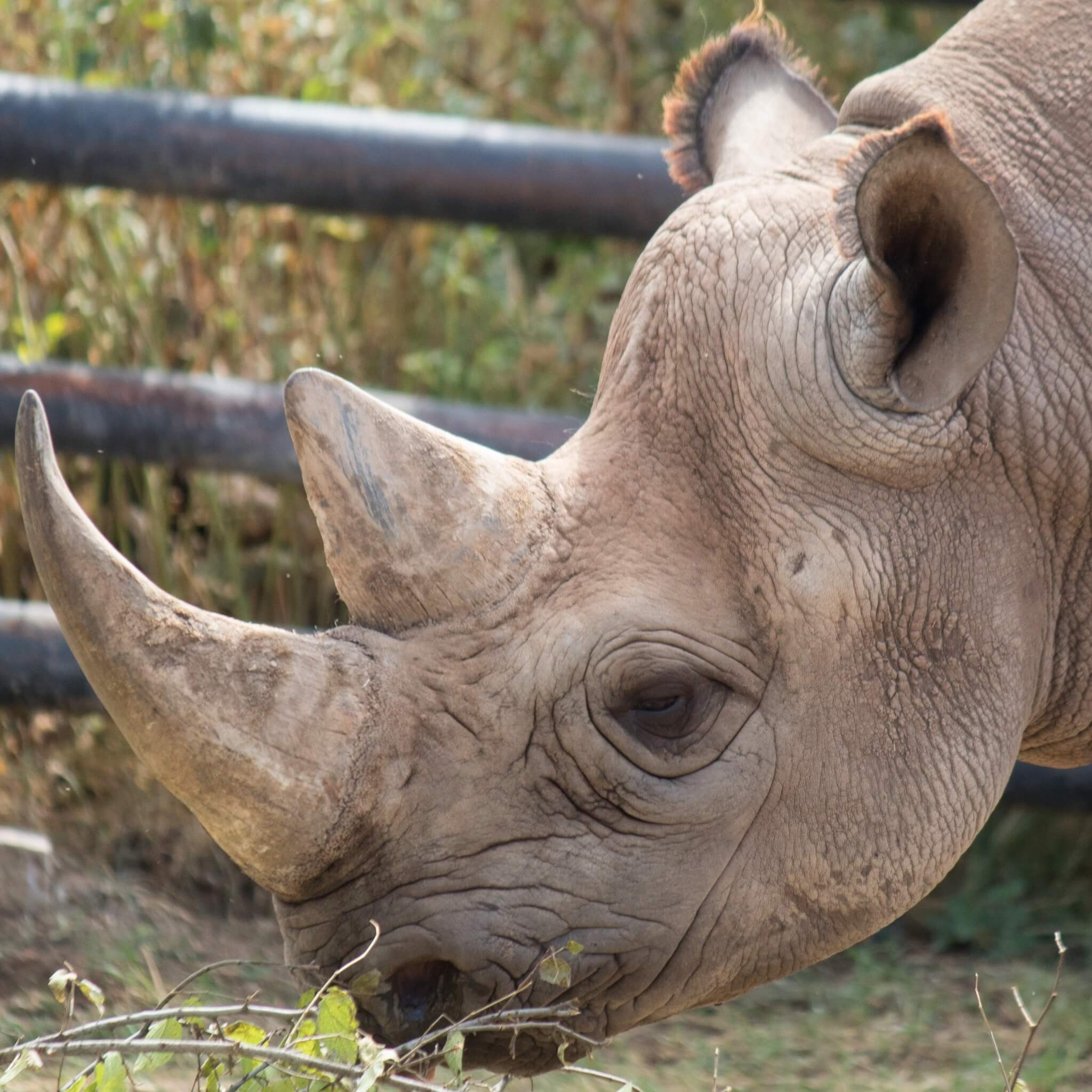 Zoo announces death of beloved black rhino - Pet Rescue Report