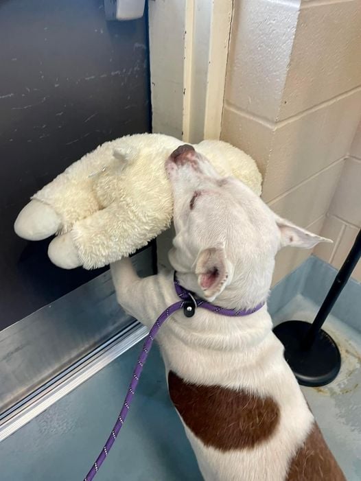 Affectionate senior who loves his 'lamb chop' stuffy needs temporary ...