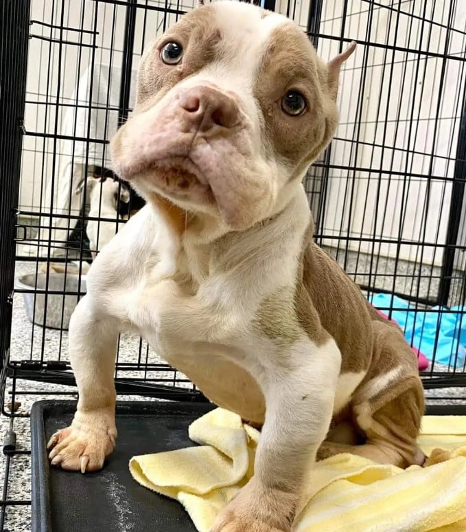 Frightened young pup with angel face needs a hero to save his life ...