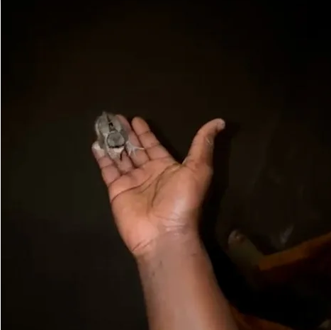Video of man rescuing baby bird from storm drain to reunite with its ...