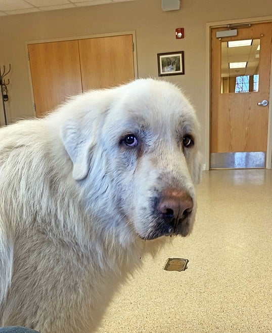 Great Pyrenees missing in forest for 3 months chose a barn to rest not ...