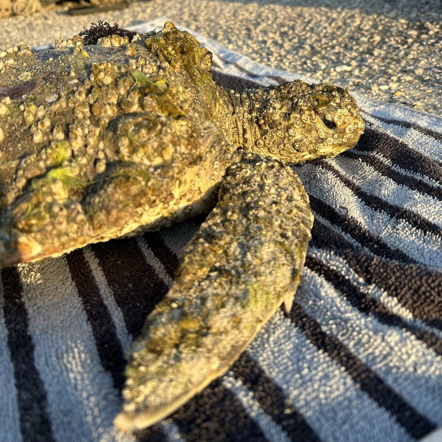 Sea turtle encrusted with barnacles and algae rescued along Cape ...
