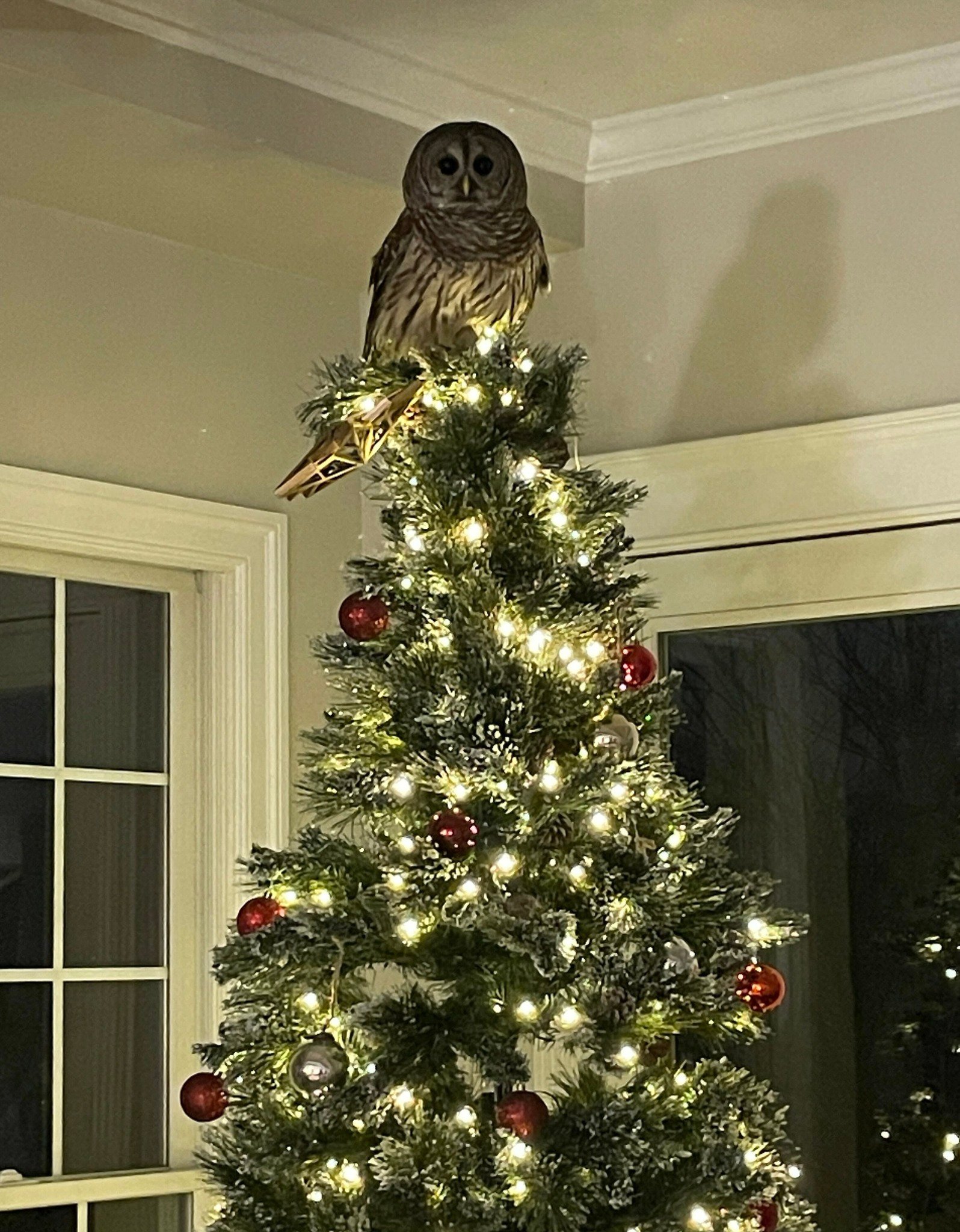 Barred owl replaces star on Christmas tree in family home - Pet Rescue ...