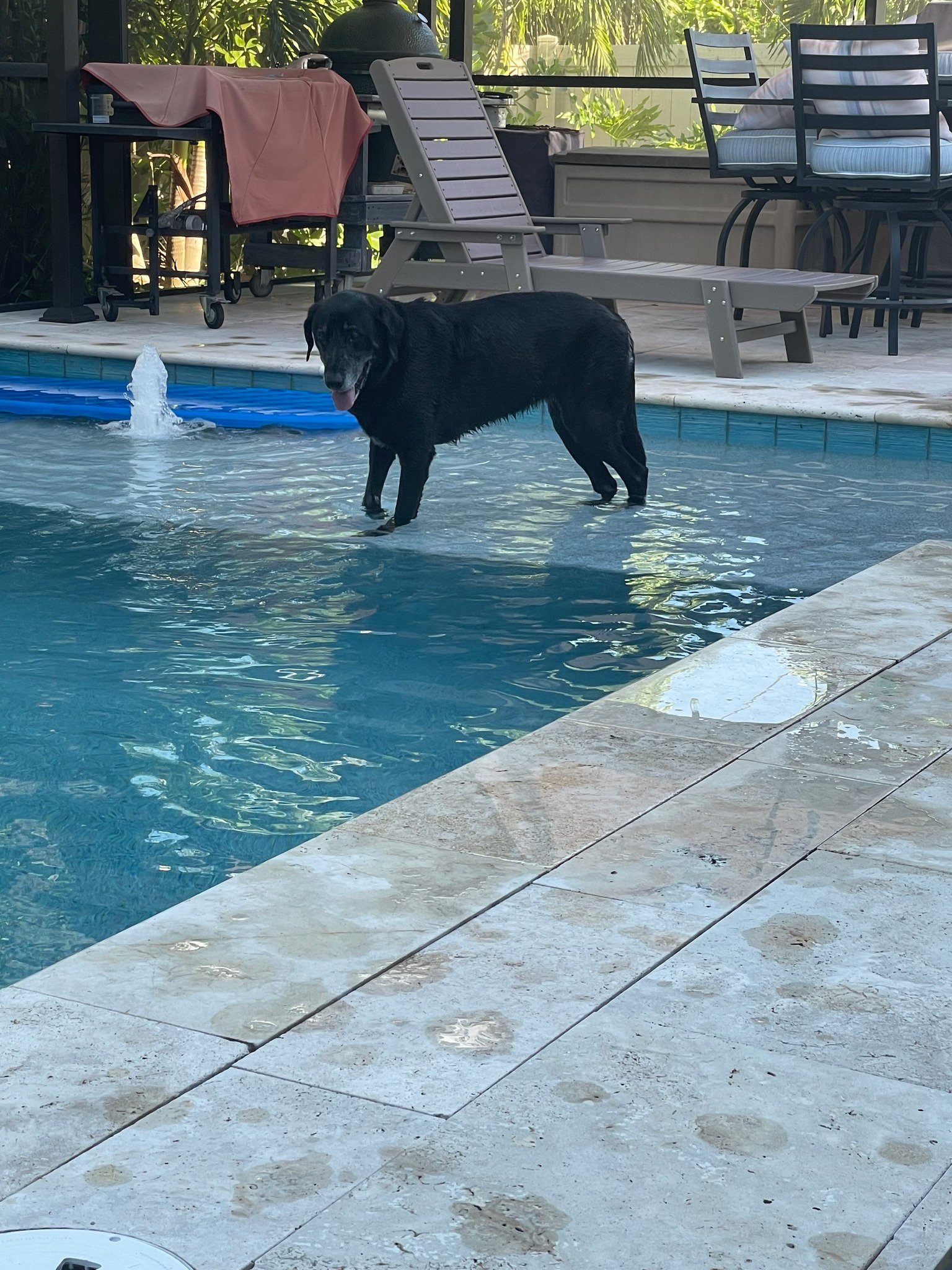 Sweet senior dog adopted after 10 years in shelter now 'living her best ...