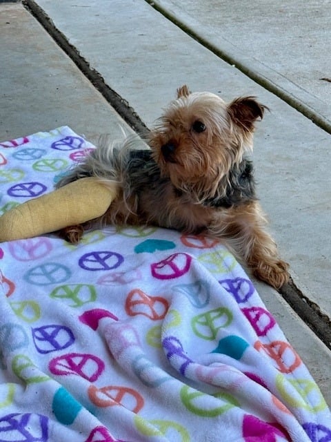 UPDATE: Disabled Yorkie abandoned outside animal shelter missing leg ...