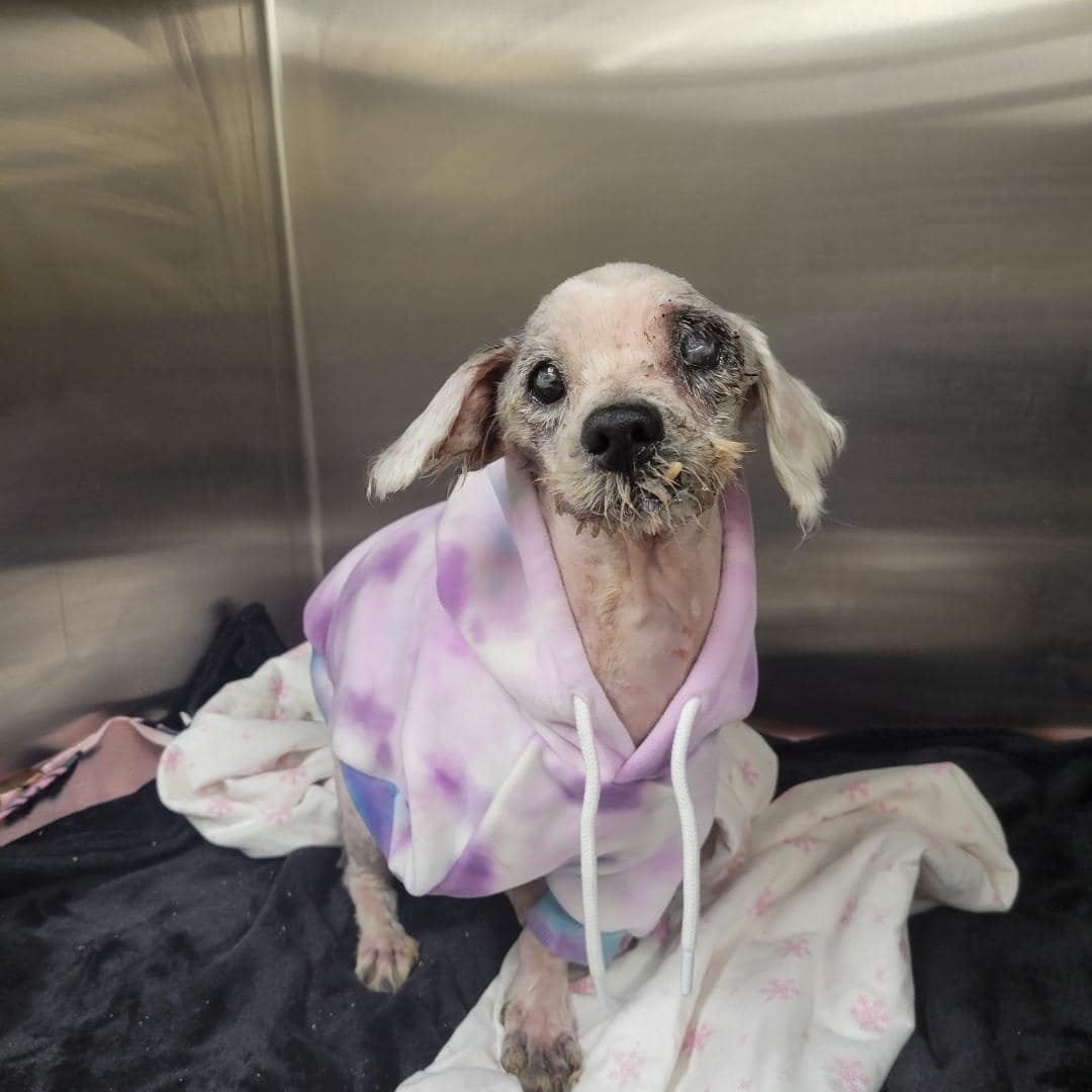 Saddest pup victim of heartbreaking neglect rescued in Ohio - Pet ...