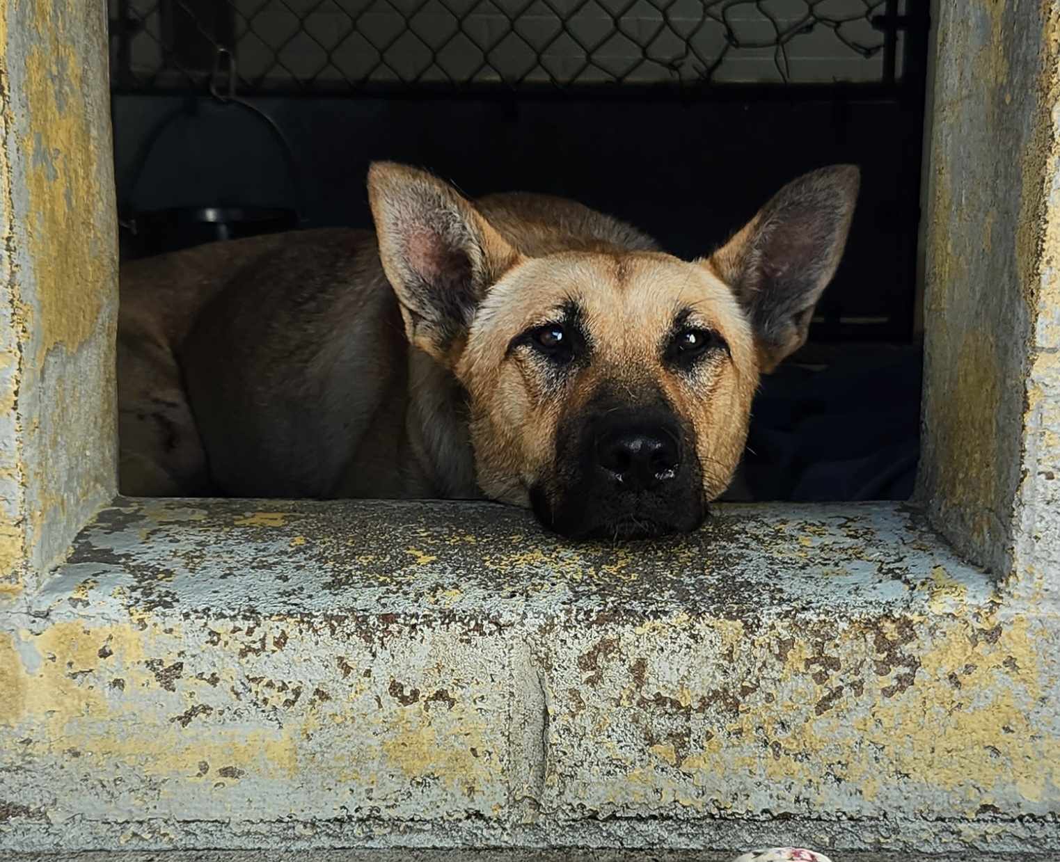 Beautiful German shepherd struck by car is still sweet but needs ...