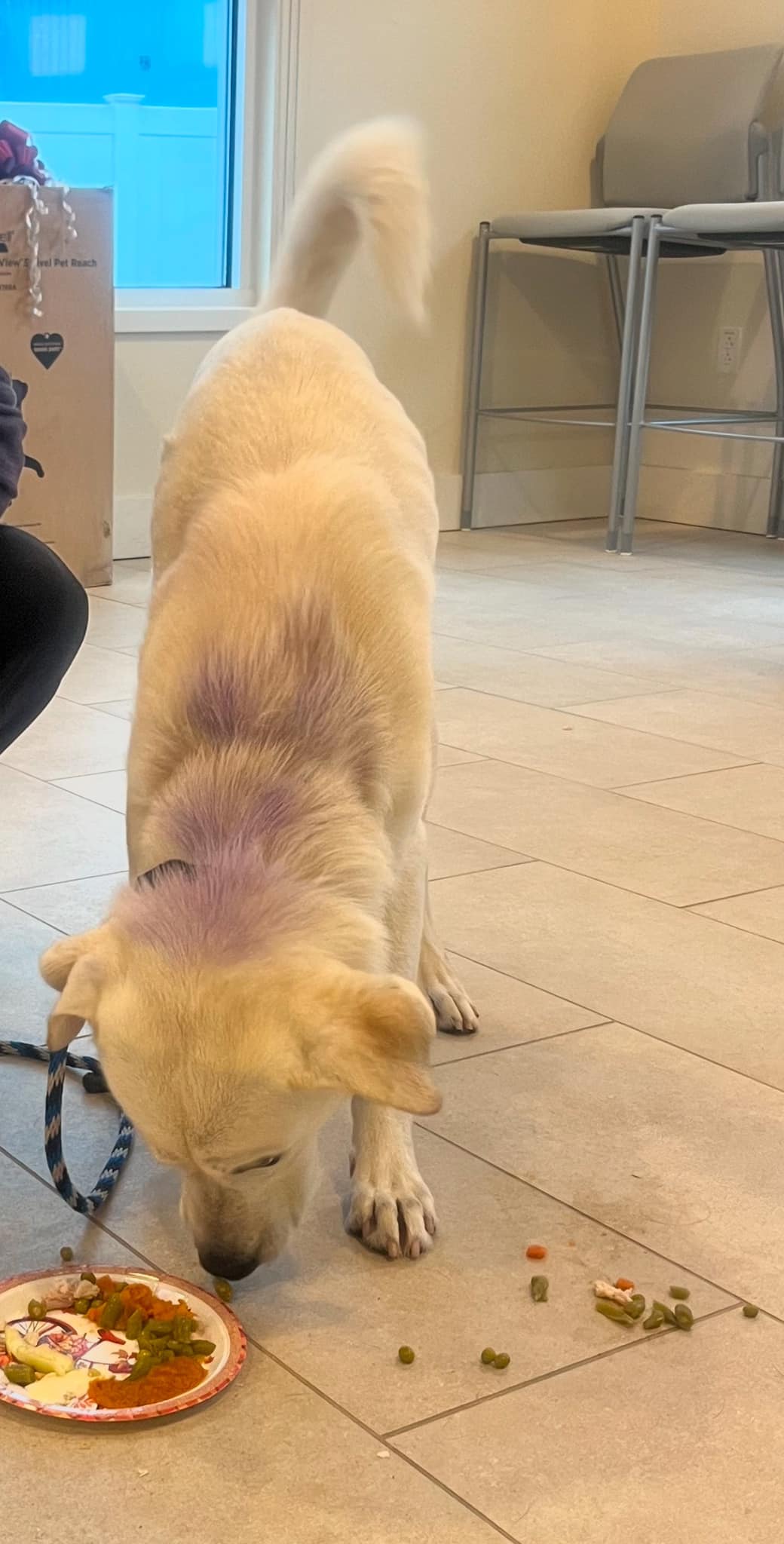 Begging for love 'Bo' coped with abandonment and pain, later adopted ...