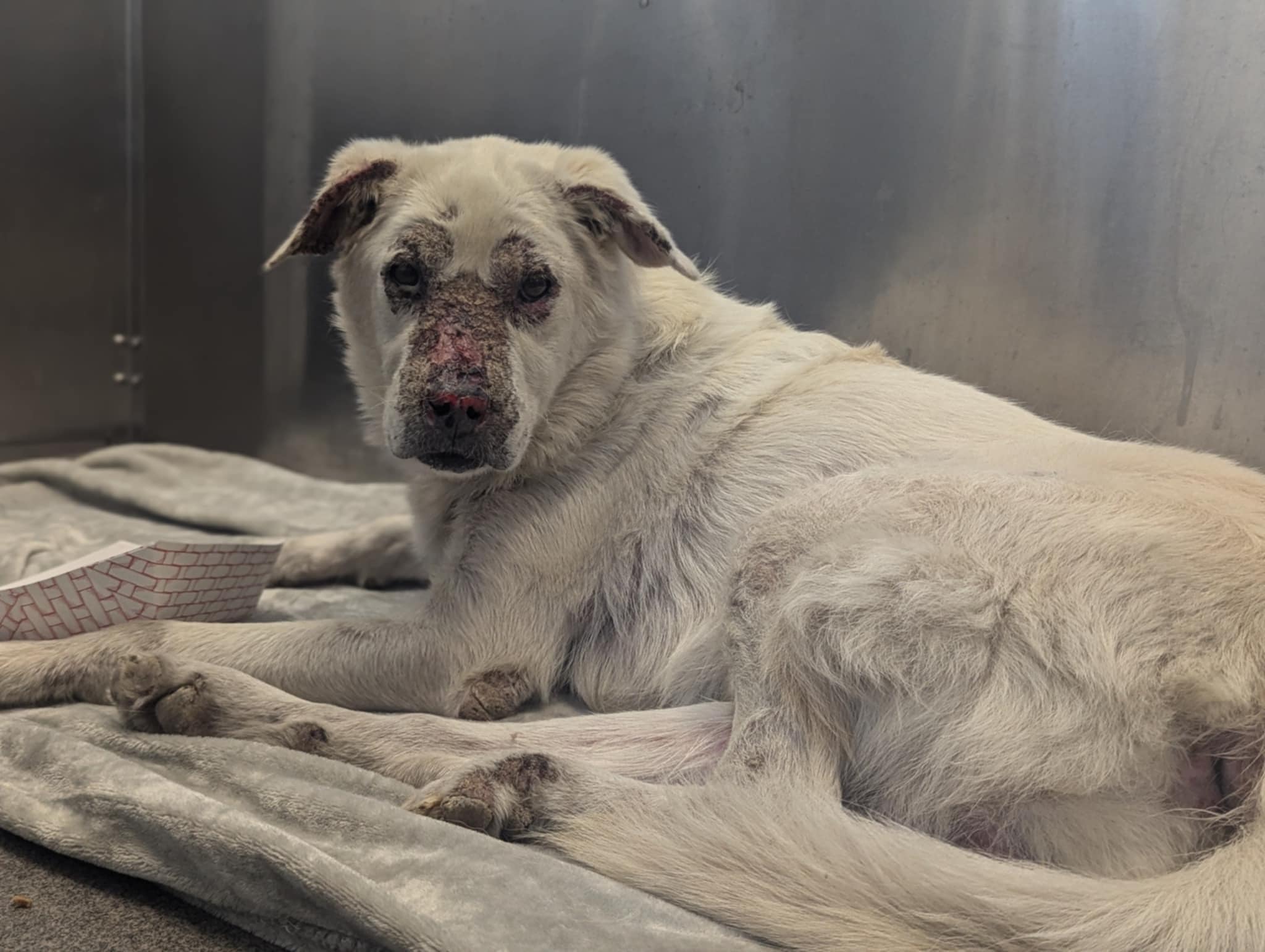 Saddest dog at Texas shelter bears scars of neglect and called 'ugly ...