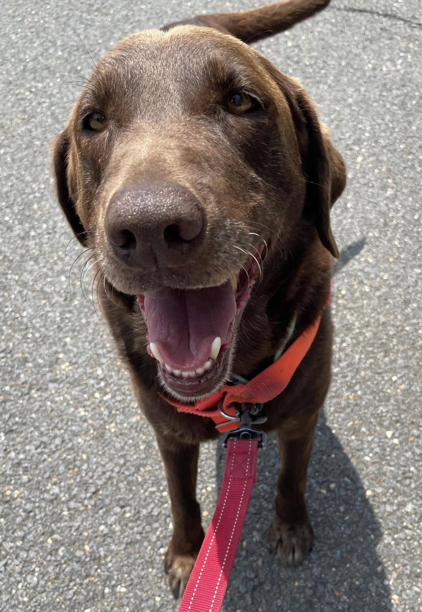 Bonded Labs surrendered to shelter by owner after new puppy arrives - Pet Rescue Report