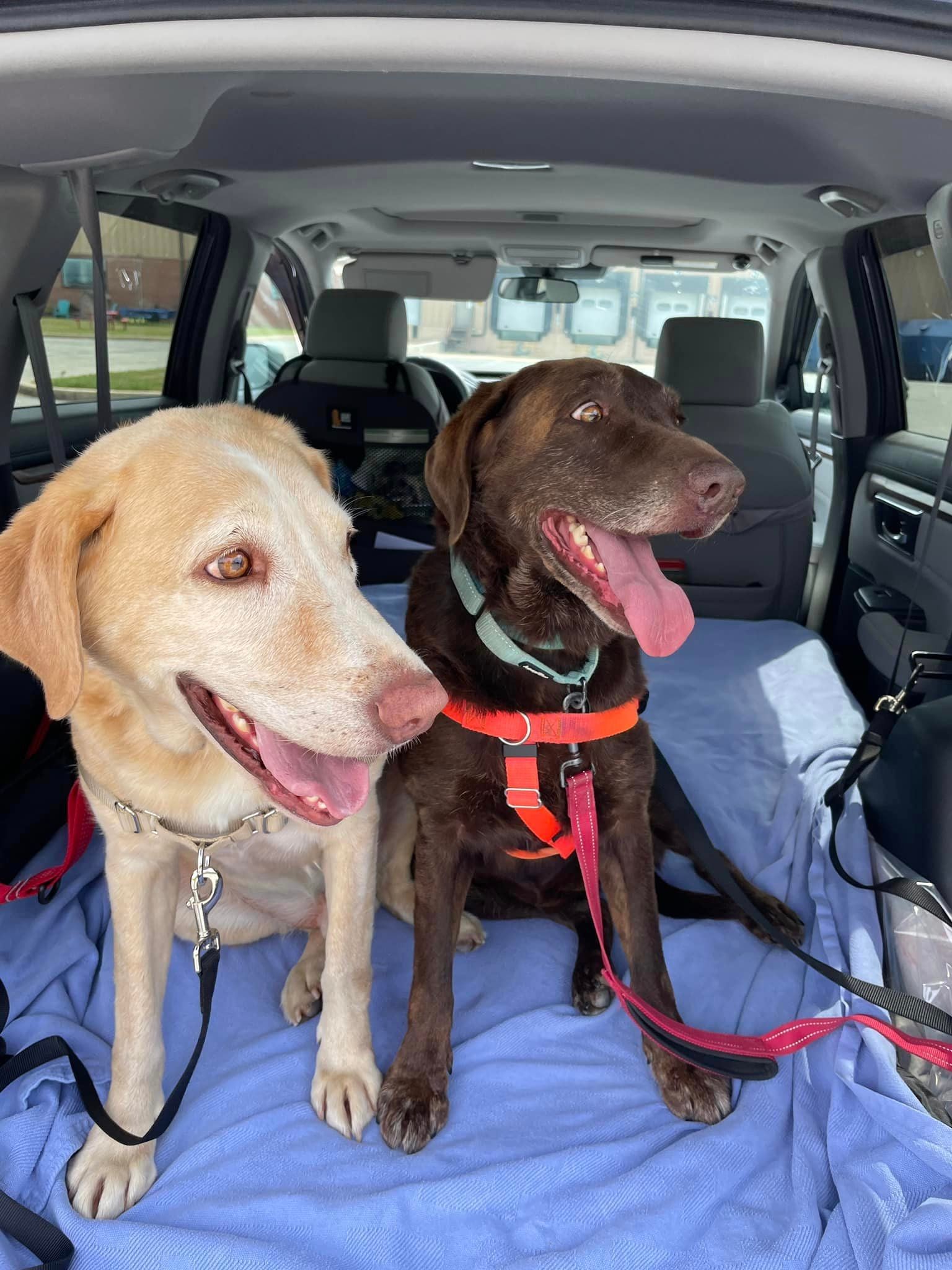 Bonded Labs surrendered to shelter by owner after new puppy arrives ...