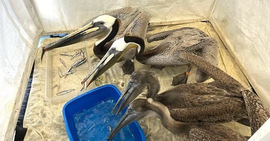 California brown pelicans starving: Rescue efforts underway as cause ...