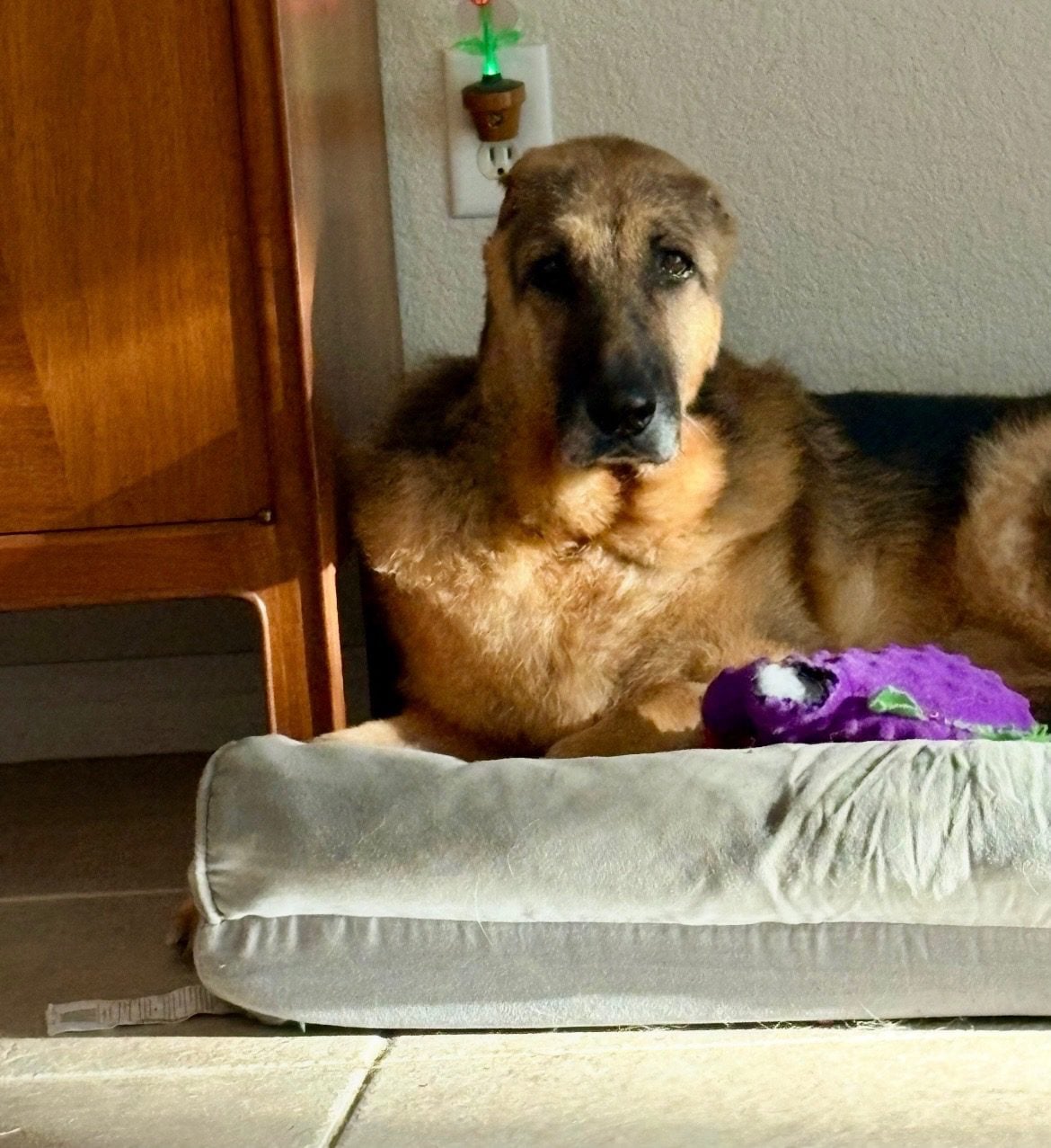 No ears, no problem for German shepherd who left his worst life behind ...
