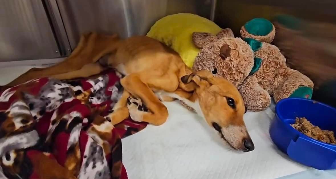 UPDATE: Starving puppy who had been invisible to his owners when ...