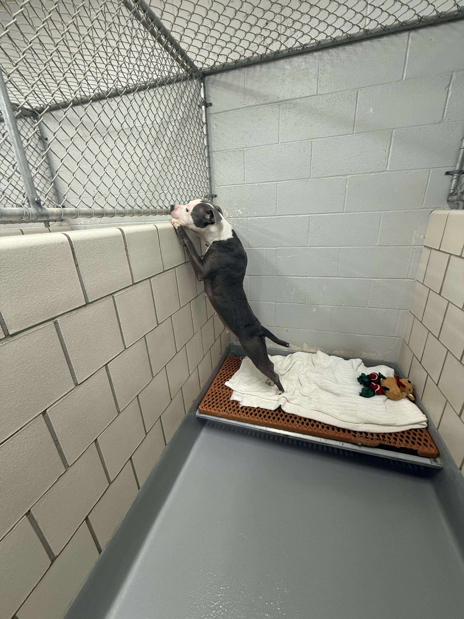 Heartbreaking: Dog stood on hind legs and whimpered watching owners ...