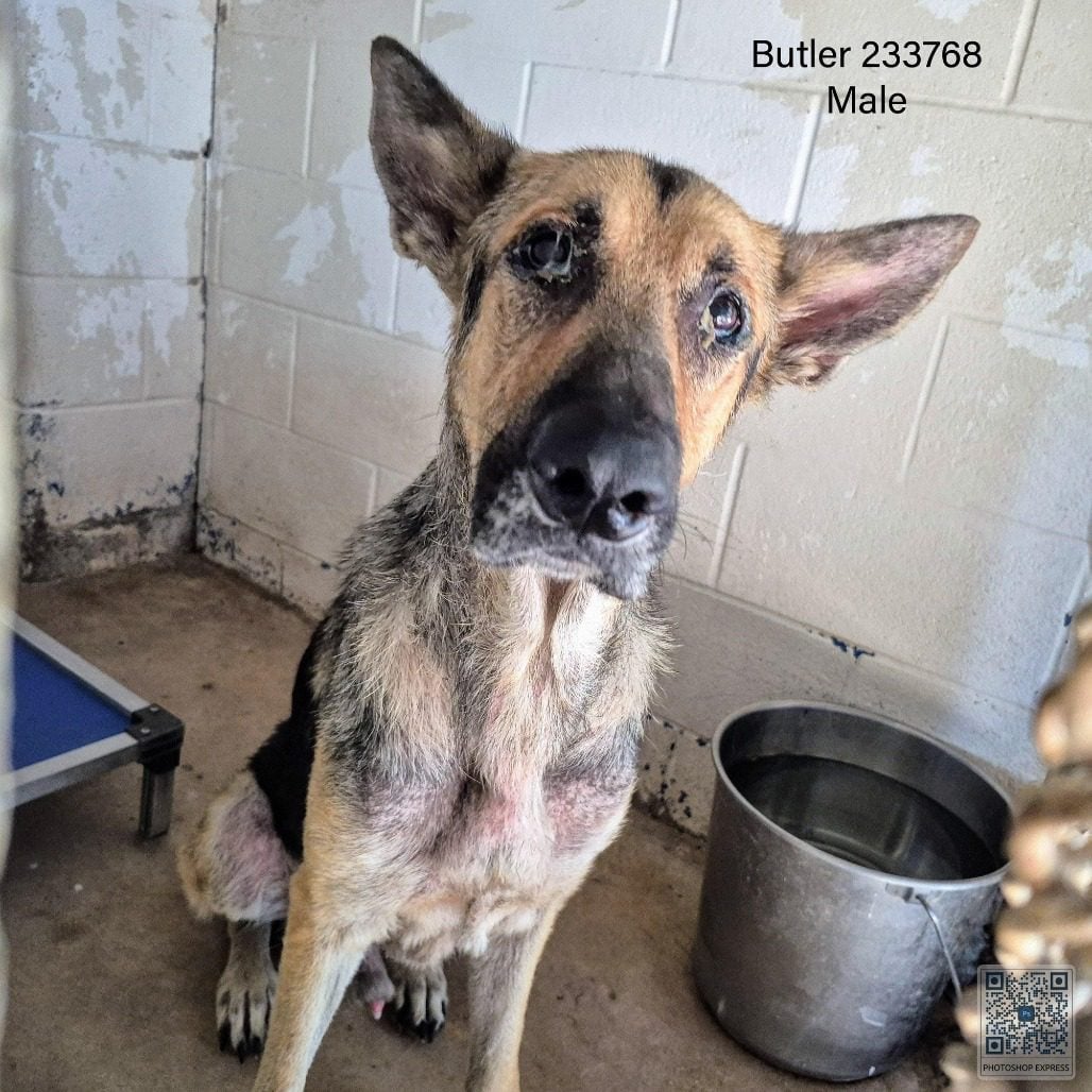 Heartbreaking: Butler has to be saddest face in Texas shelter - Pet ...