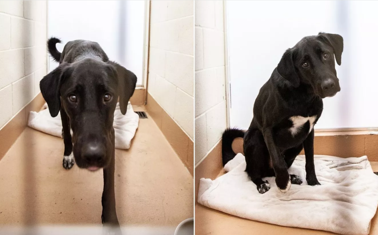 Heartbreaking: 'Butter' has been at shelter for 500 days and no one ...