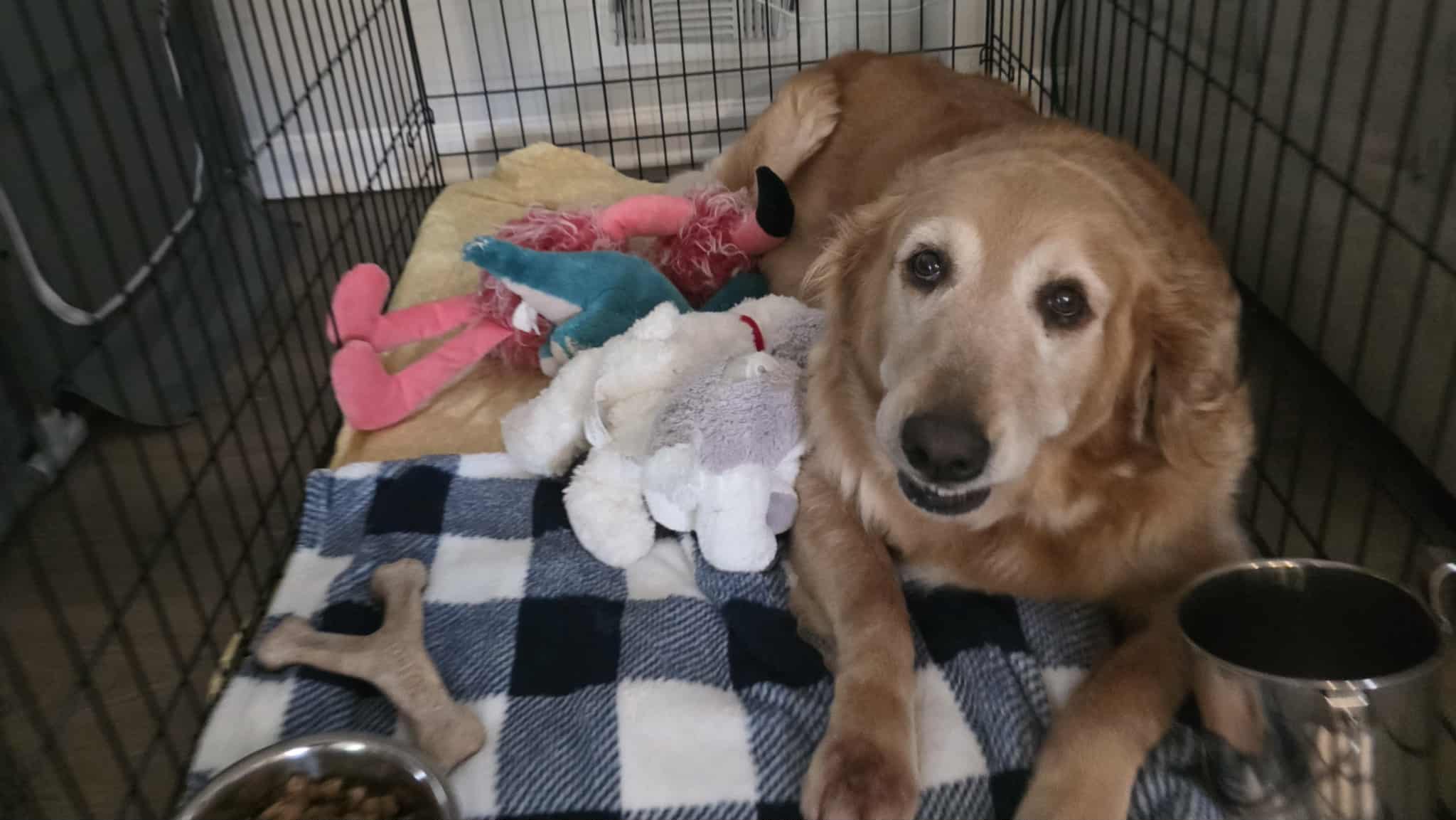 Senior Golden Retriever abandoned while in labor: Puppies didn't ...