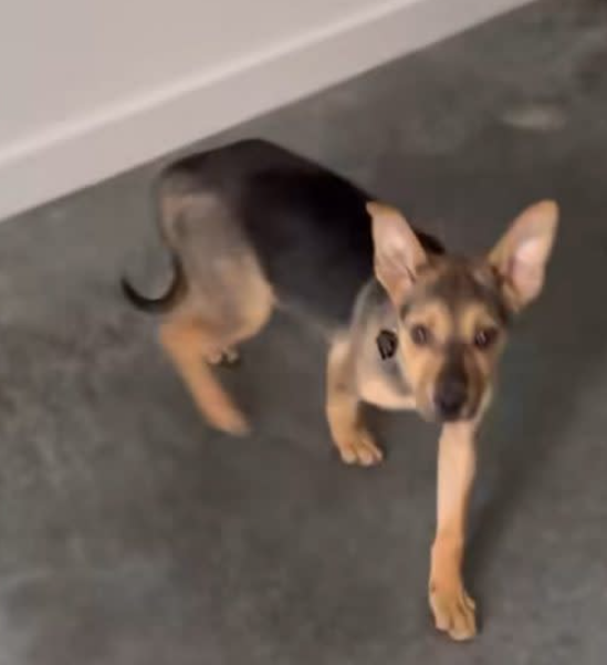 Heartwarming rescue of shelter dog who gets to eat steak for first time ...