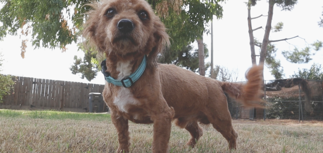 Loyal heartbroken dog stayed by his human after he passed shows ...
