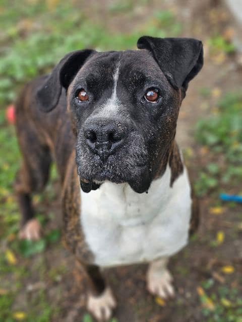 Senior Boxer found on freeway and now sentenced to die at California ...