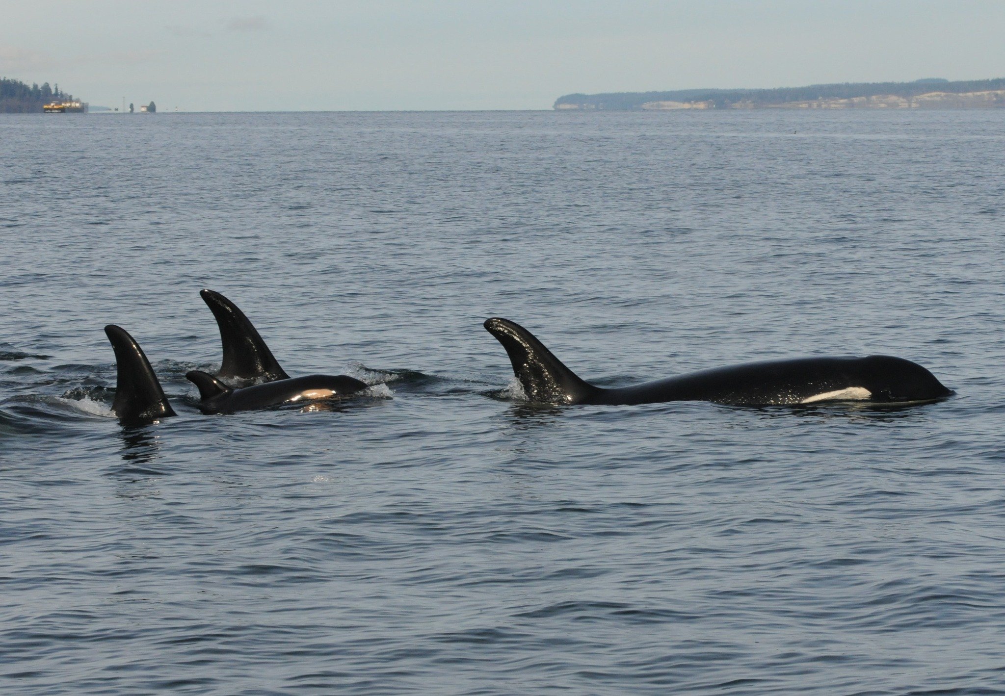 Grieving orca who carried her deceased newborn for weeks lost another ...