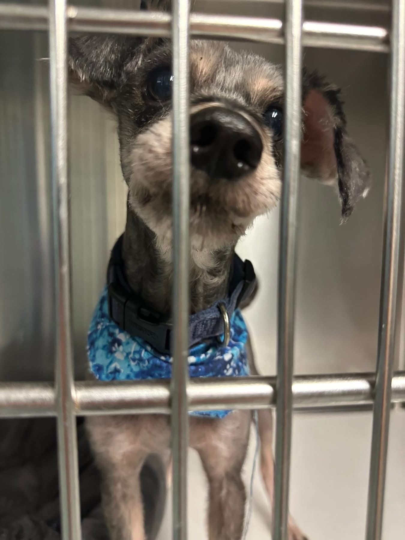 Small pooch with big heart needs healing home - Pet Rescue Report