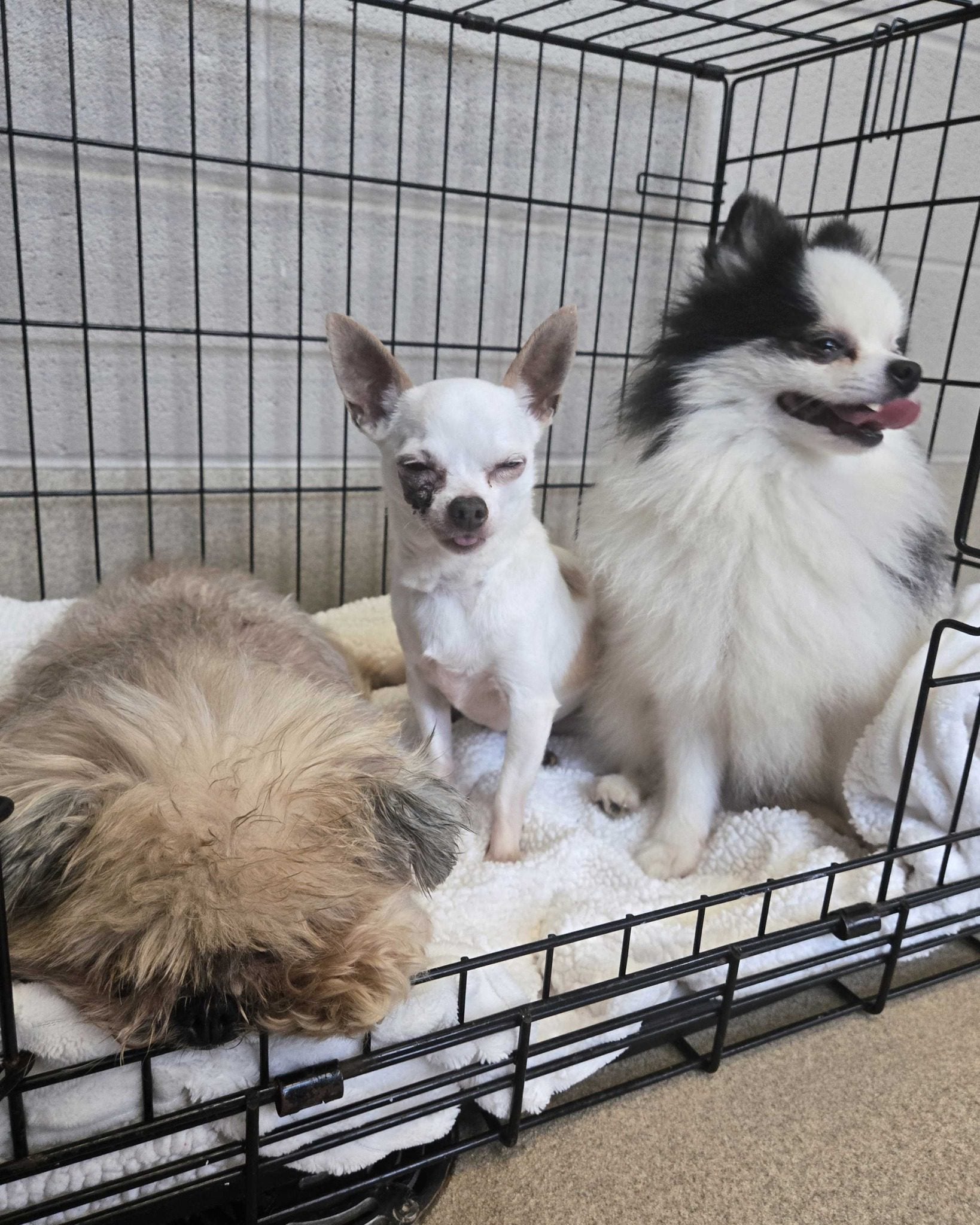 Three brokenhearted dogs mourn passing of beloved owner need to be ...