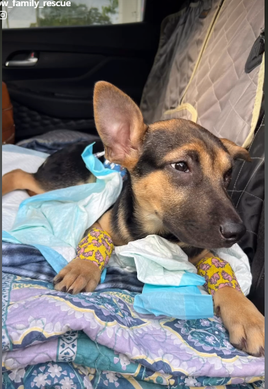 Heartwarming recovery of sweetest puppy stabbed in back during domestic ...