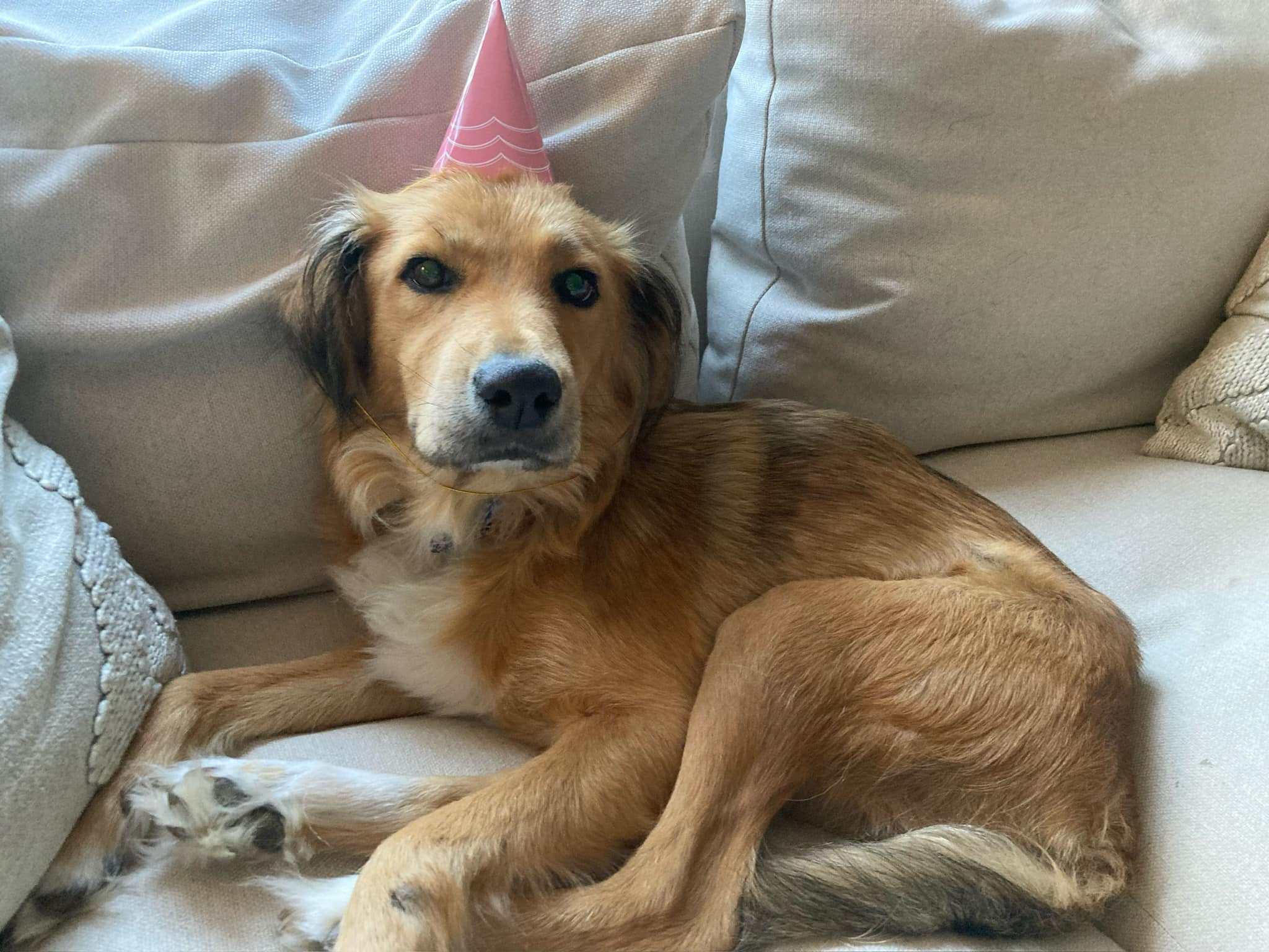 Dog 'Connie' rescued after spending 8 days inside shipping container at ...