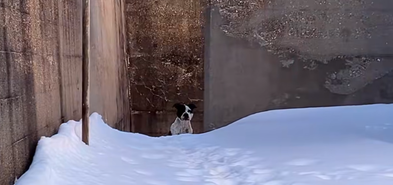 Grateful dog with frozen painful paws lived alone in abandoned building ...