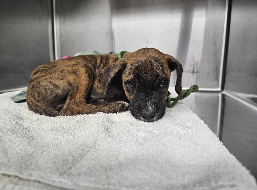 Tiny puppy brought to Fort Worth shelter arrived wrapped in blanket as ...