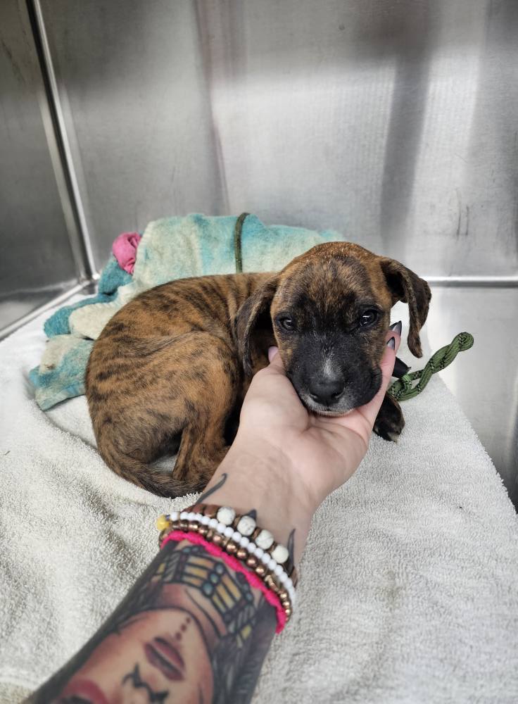 Tiny puppy brought to Fort Worth shelter arrived wrapped in blanket as ...