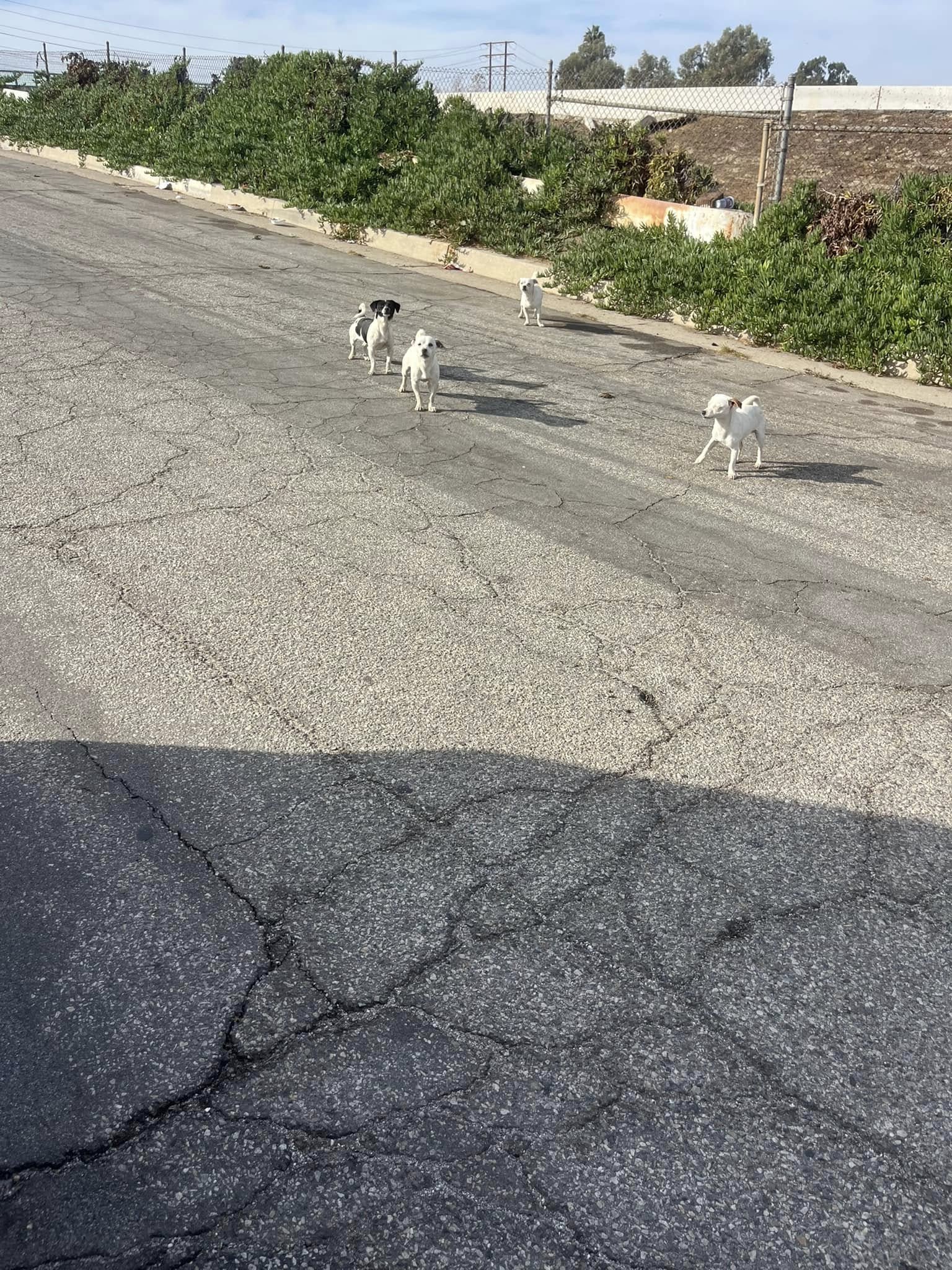 No place for four tiny dogs on side of freeway until rescuers found ...