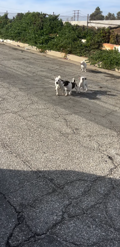 No place for four tiny dogs on side of freeway until rescuers found ...