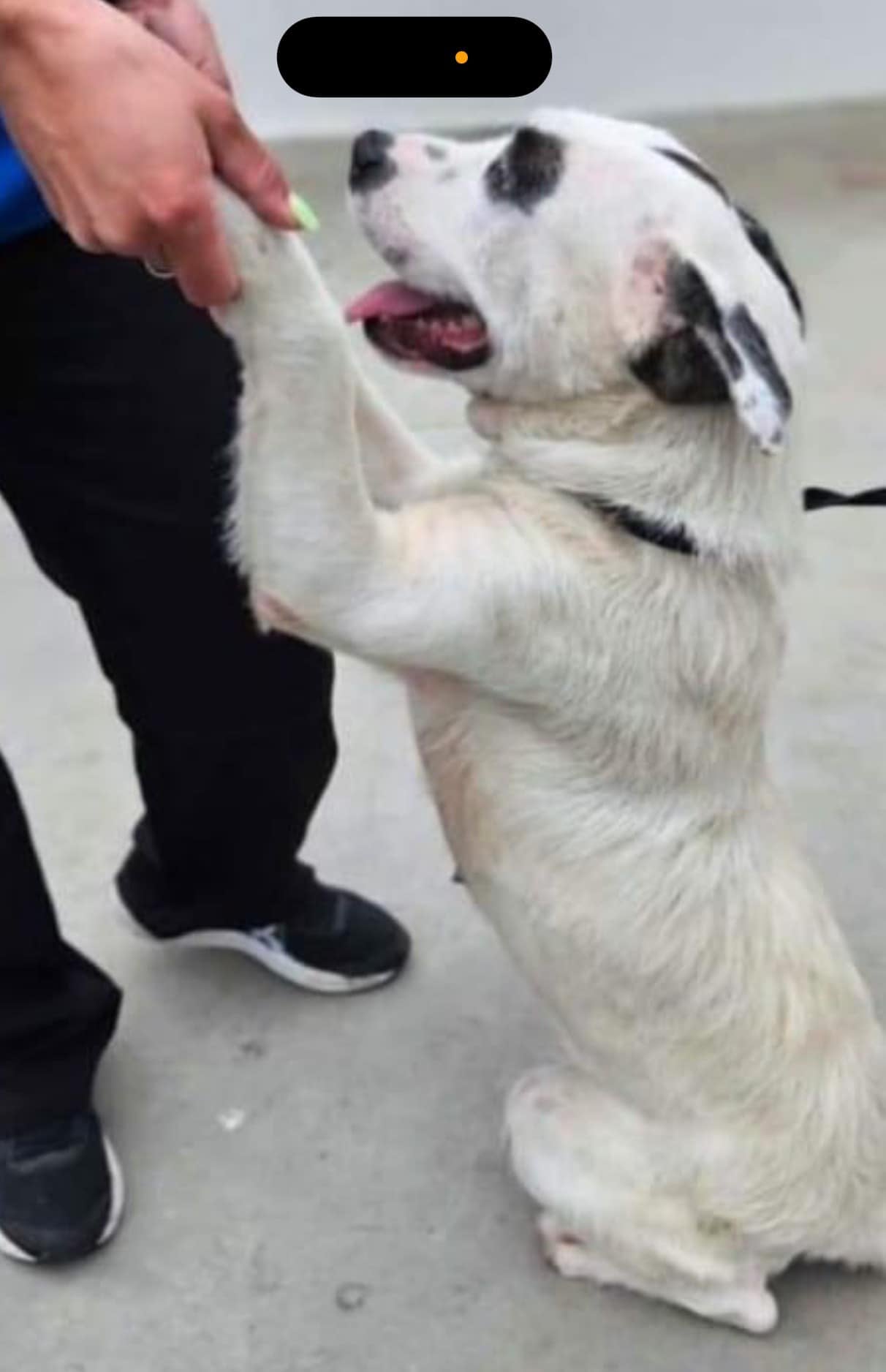 Sweetest dog ever begs to be saved from being put to sleep at shelter ...
