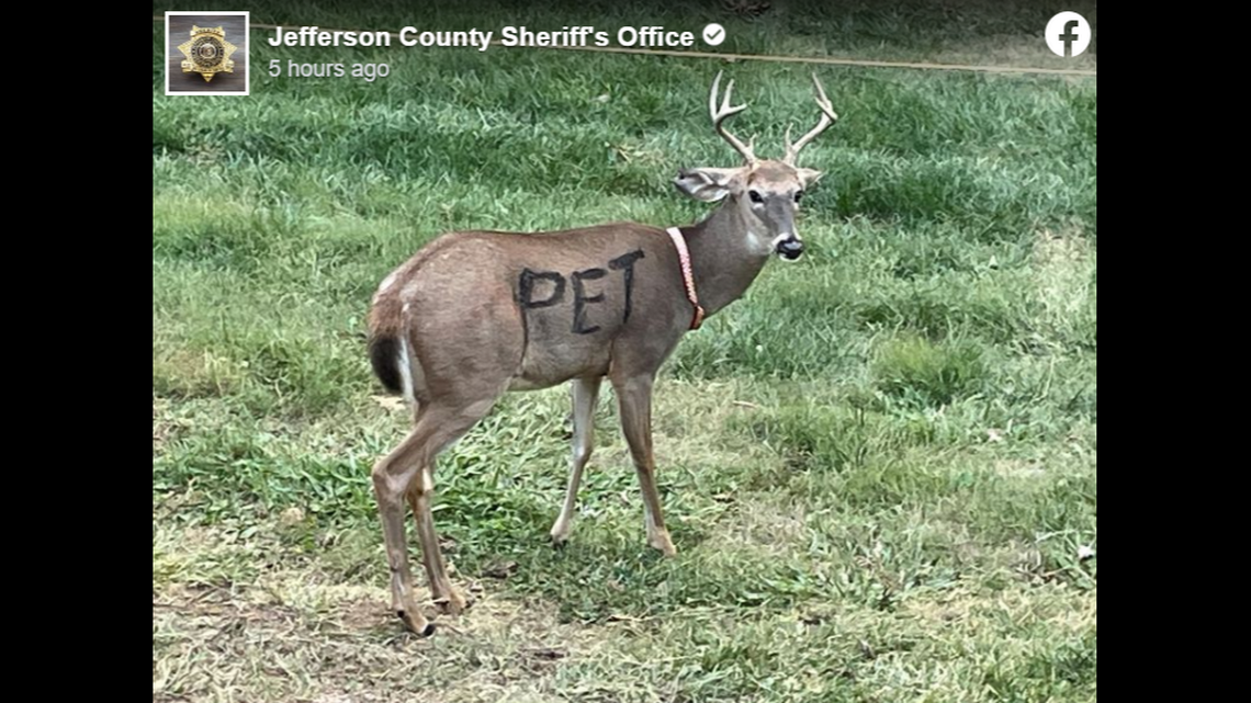 Deer wearing collar and marked 'pet' draws concern - Pet Rescue Report