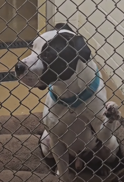 Heartbreaking: Young pup waits for home everyday but adopters don't want to put in extra work ...