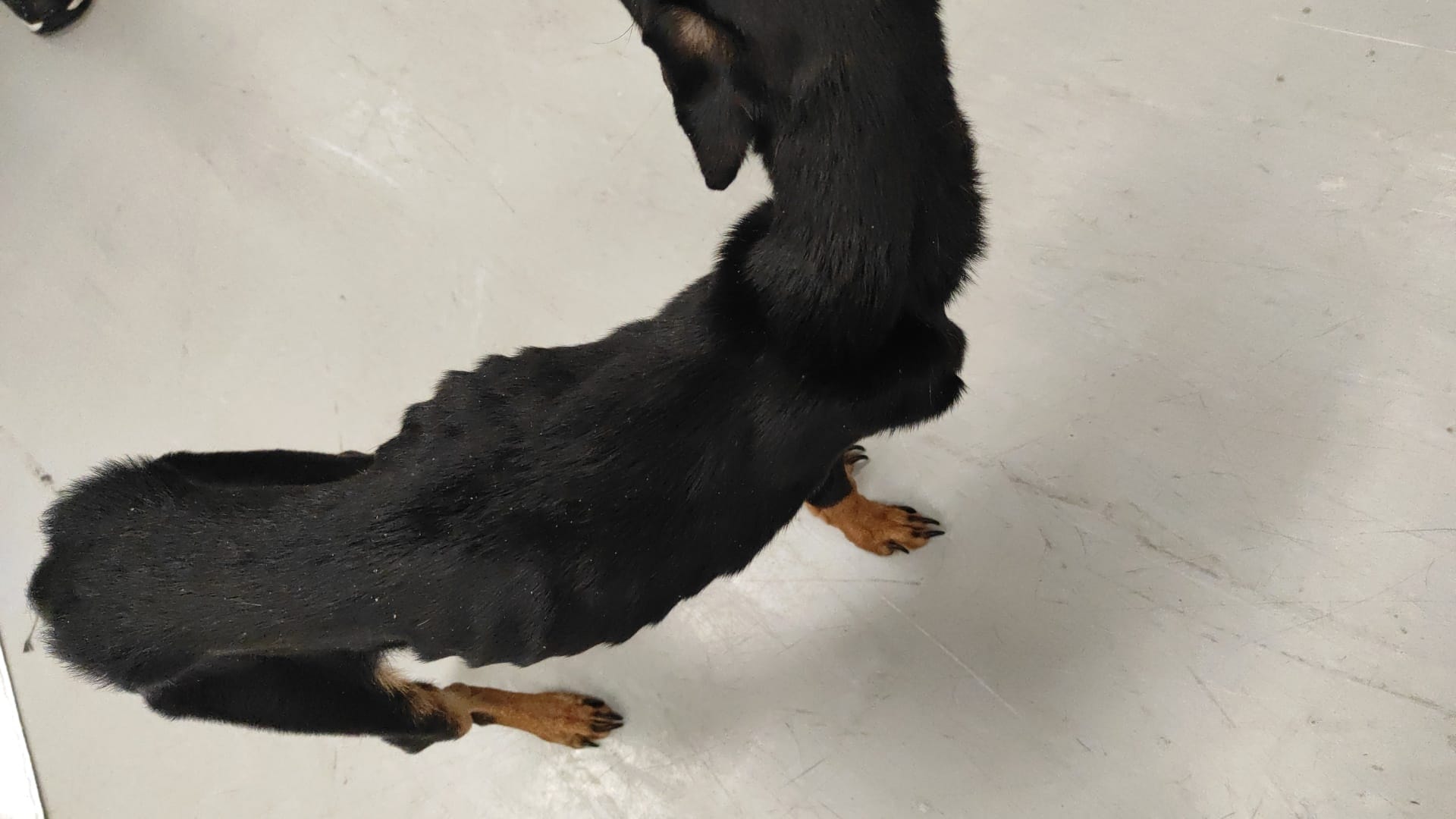 Texas rescue shares heartbreaking story of severely emaciated dog - Pet ...