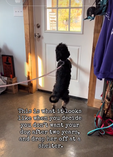 Heartbreaking video clip shows dog's reaction when surrendered for ...