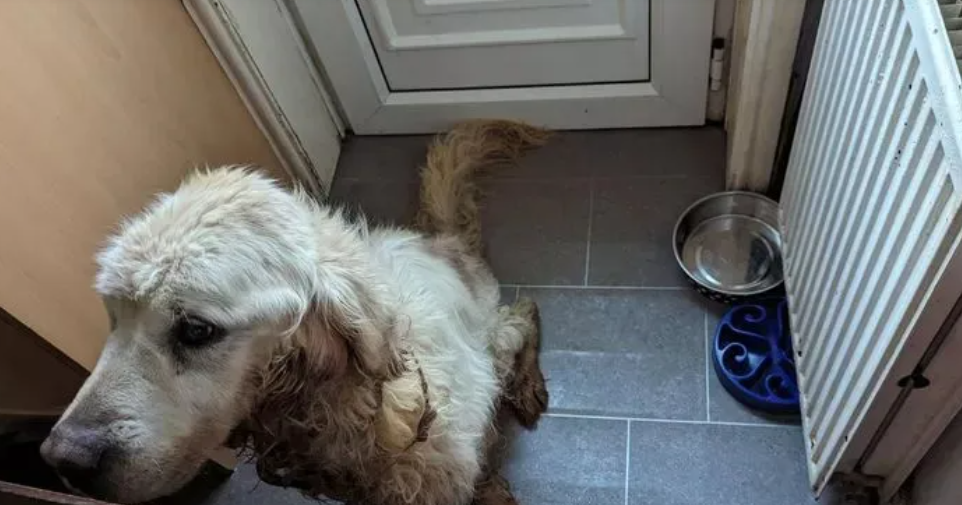 Heartbreaking: Couple who left 'sweet dog' suffer from untreated ...