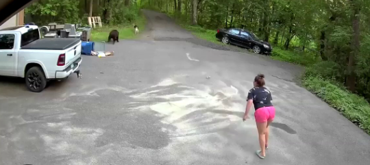 Minnesota woman calls smart dog a hero for chasing bear 'that lunged ...