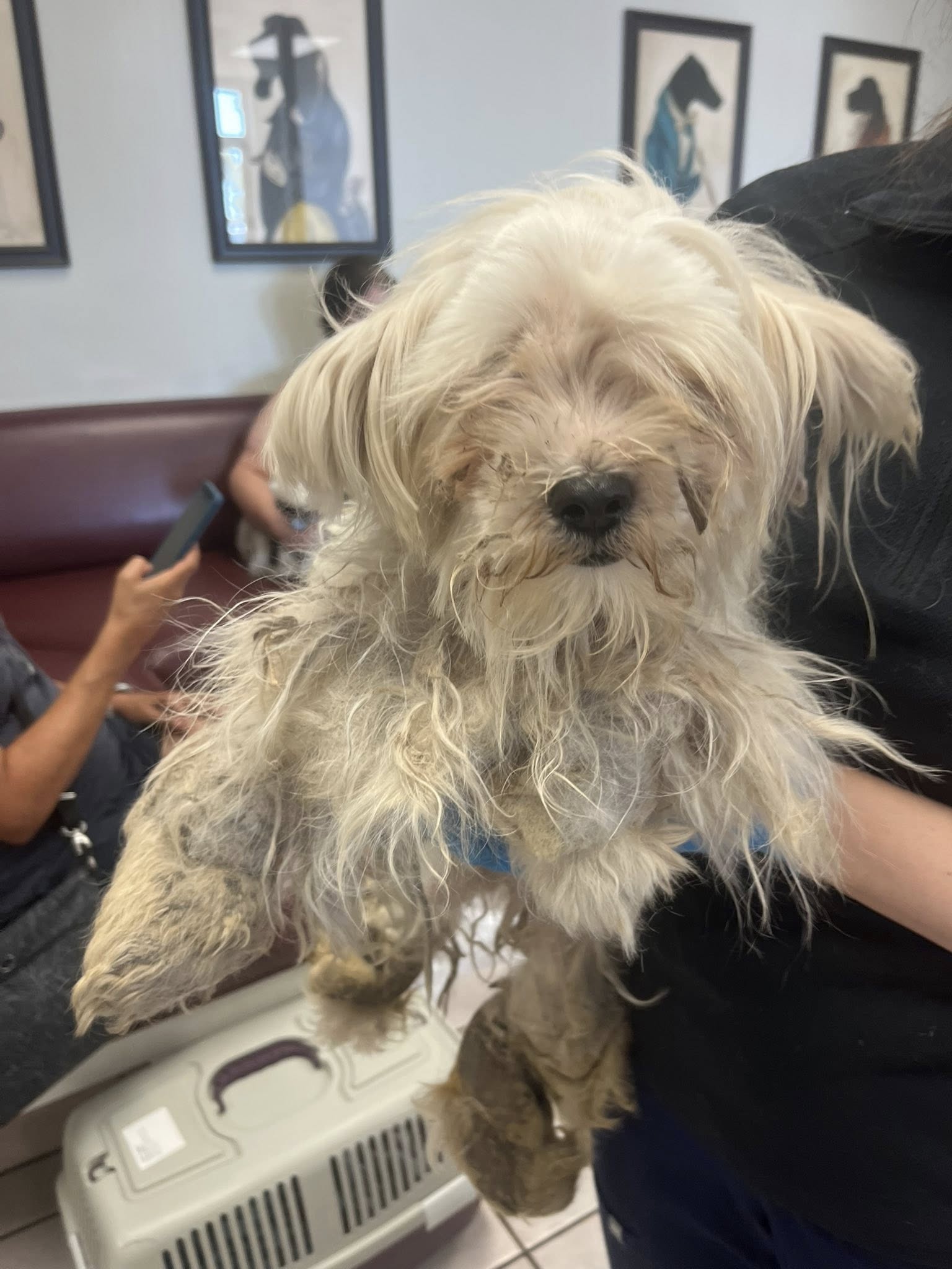 Matted mess left behind with trash when owners moved out but pup's ...
