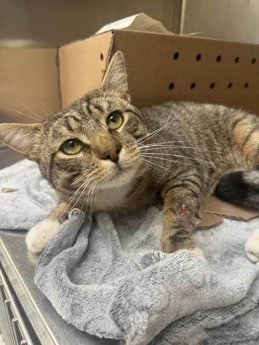 Freezing cold and scared Felix left in box outside animal shelter with ...