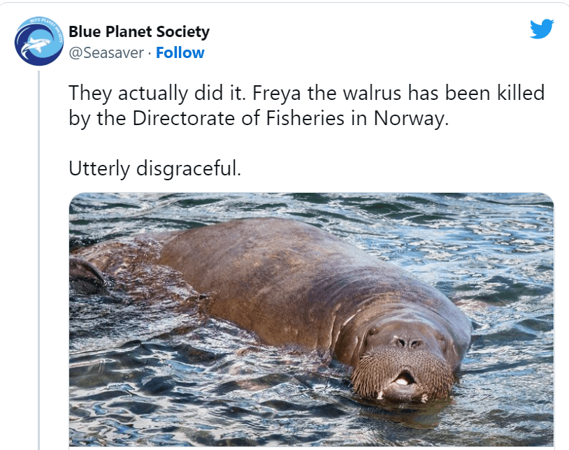Norway euthanized Freya - the popular walrus who just acted like a ...